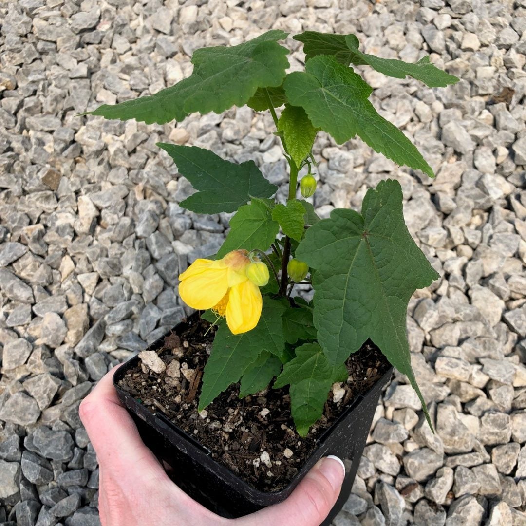 Abutilon Lucky Lantern® Yellow - Flowering Maple (4.5" Pot) | Little ...