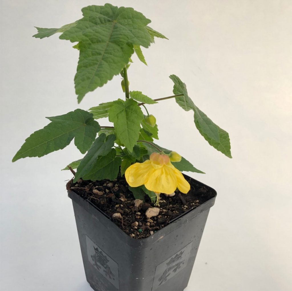 Abutilon Lucky Lantern® Yellow - Flowering Maple (4.5" Pot) | Little ...