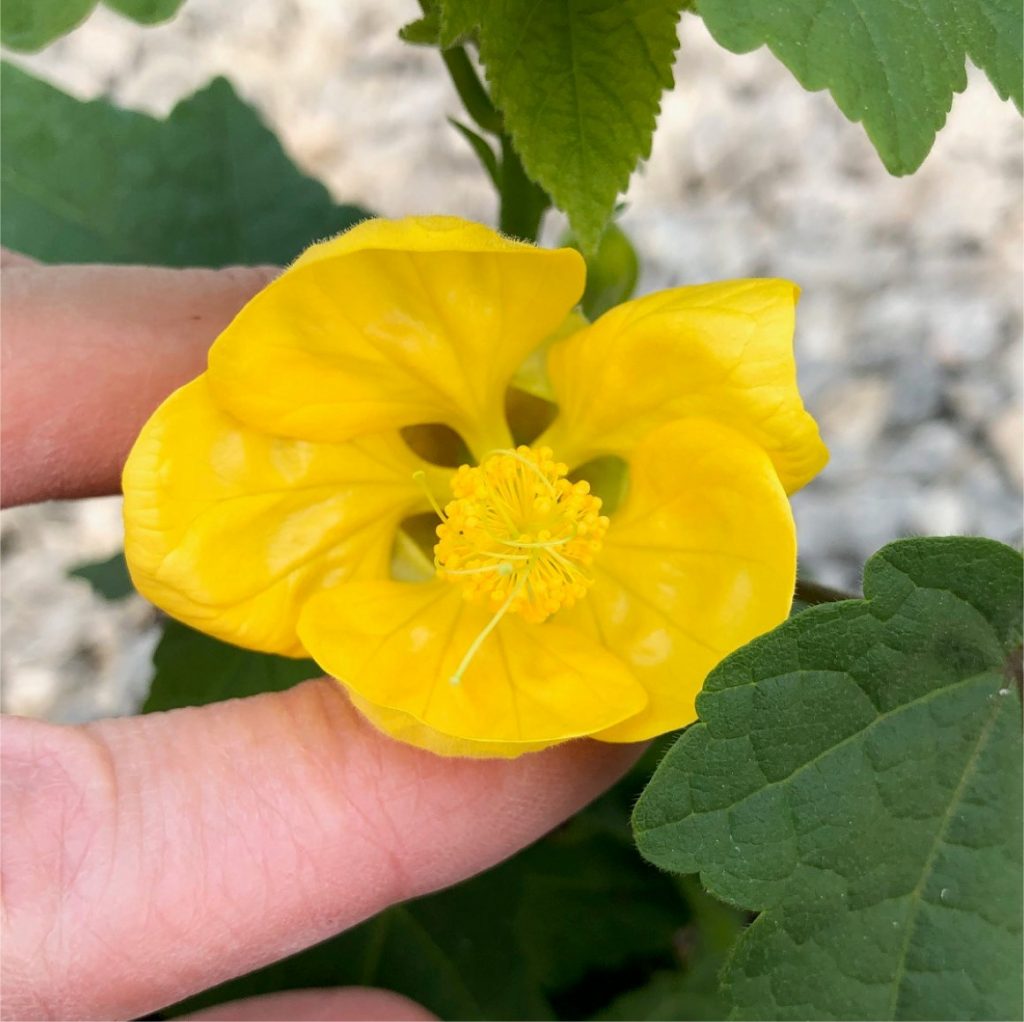Abutilon Lucky Lantern® Yellow - Flowering Maple (4.5" Pot) | Little ...