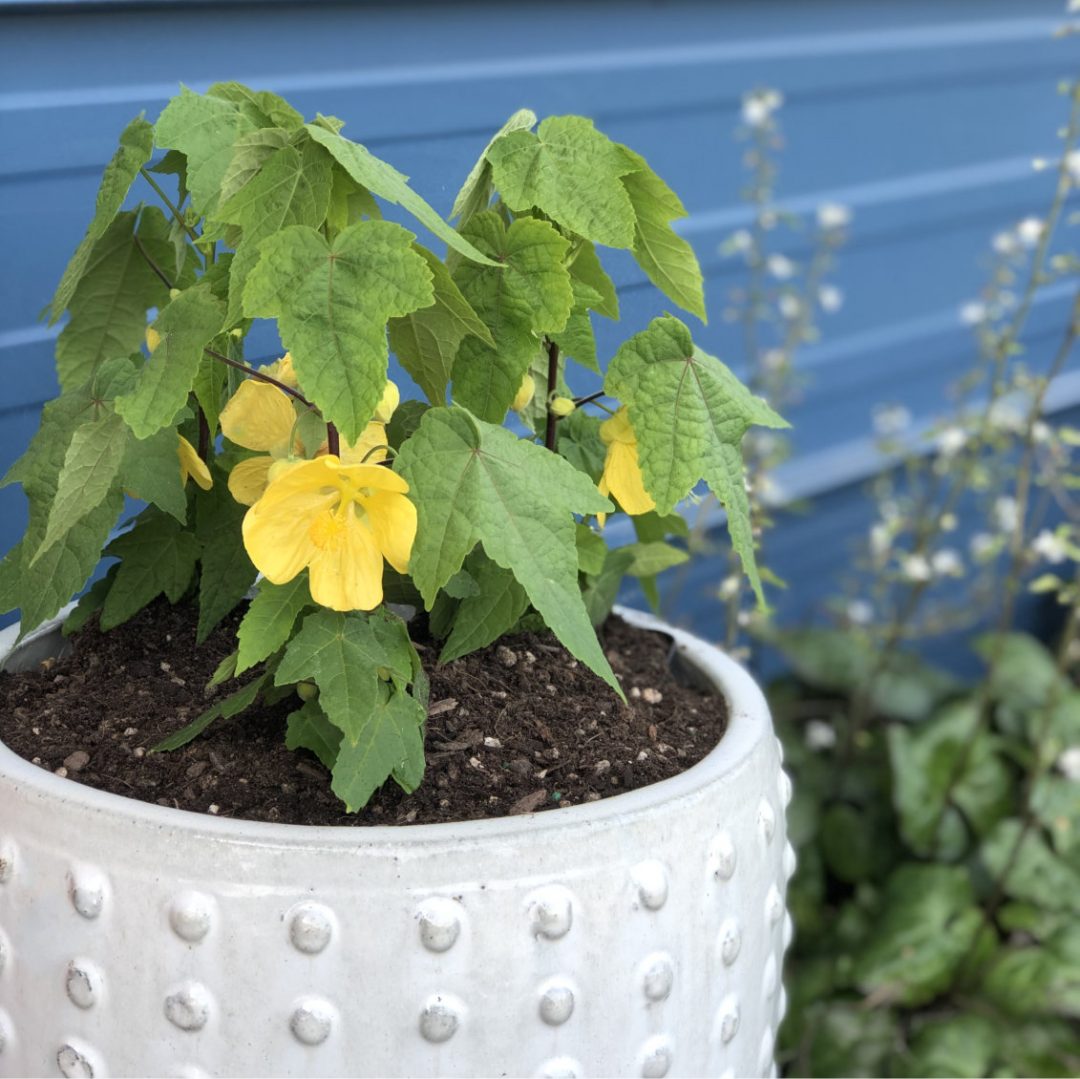 Abutilon Lucky Lantern® Yellow - Flowering Maple (4.5" Pot) | Little ...