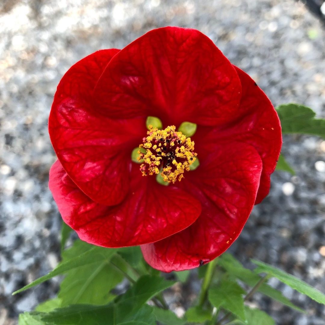 Abutilon Lucky Lantern® Red - Flowering Maple (4.5" Pot) | Little ...