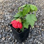 Abutilon Lucky Lantern® Red - Flowering Maple (4.5" Pot) | Little ...