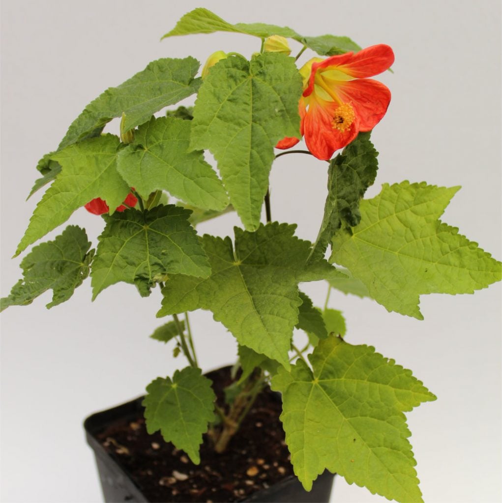 Abutilon – Lucky Lantern® Tangerine – Flowering Maple