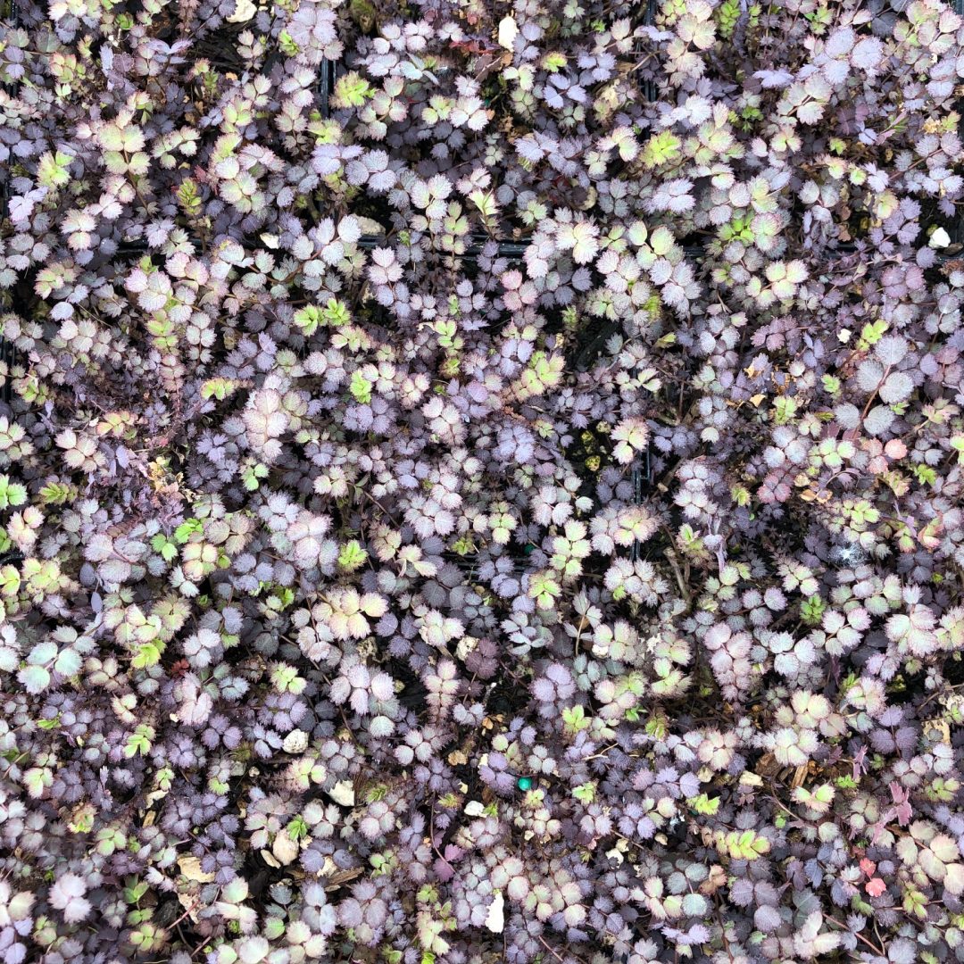 Acaena inermis 'Purpurea' - Purple Goose Leaf (3.5" Pot) | Little ...