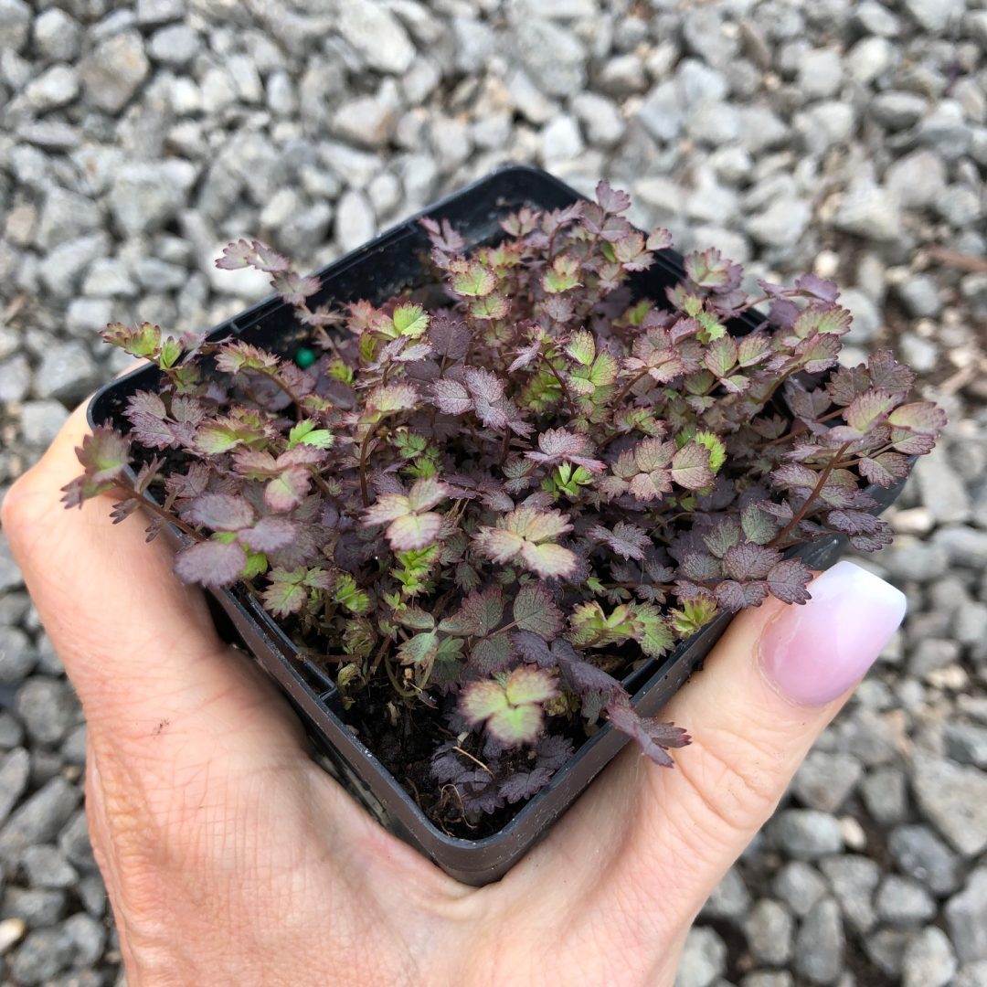 Acaena inermis 'Purpurea' - Purple Goose Leaf (3.5" Pot) | Little ...