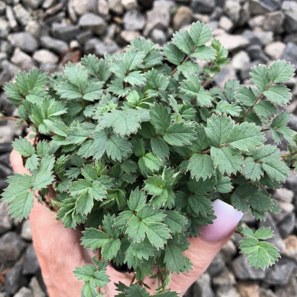 Our Plants | Little Prince of Oregon Nursery