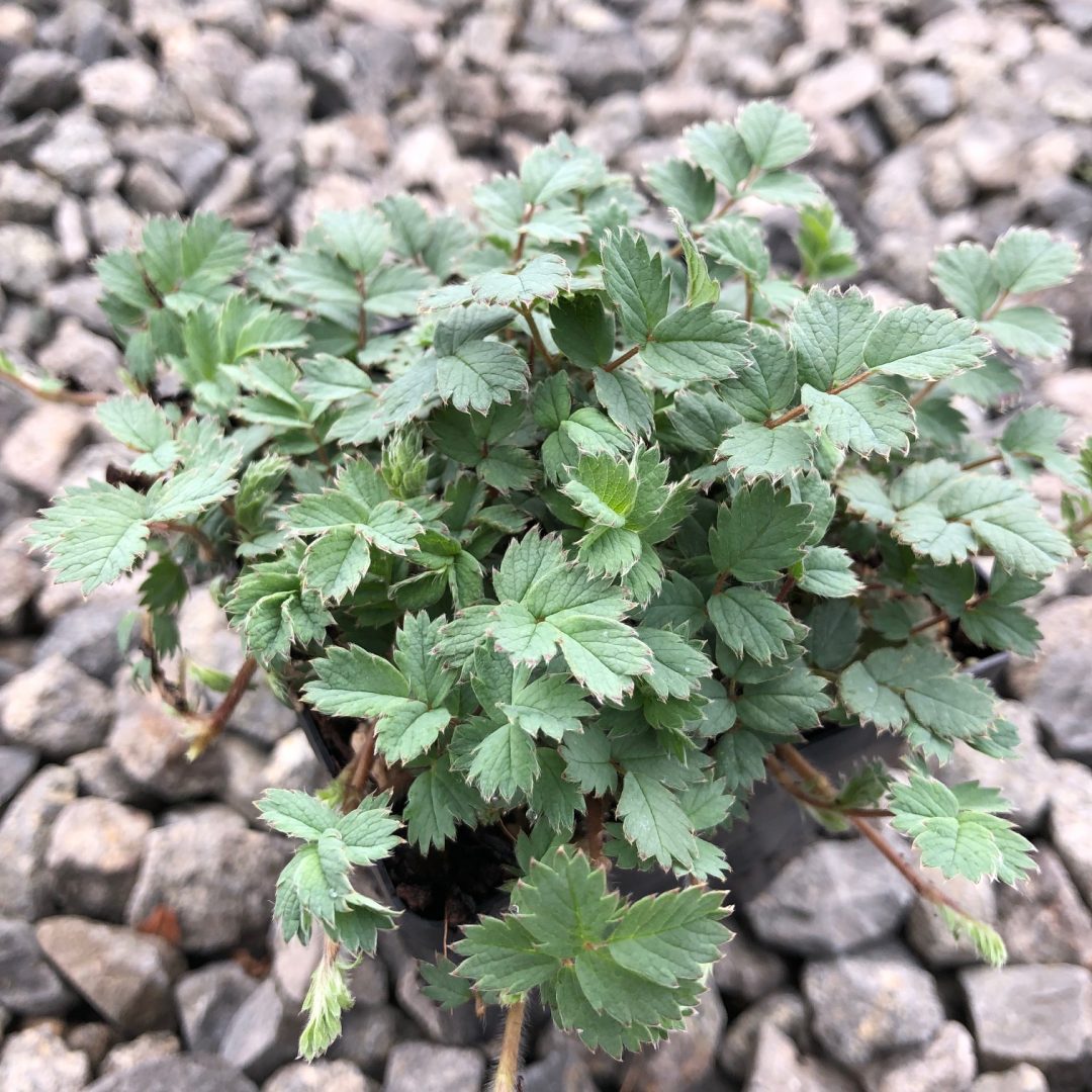Acaena saccaticupula 'Blue Haze' (3.5" Pot) | Little Prince of Oregon ...