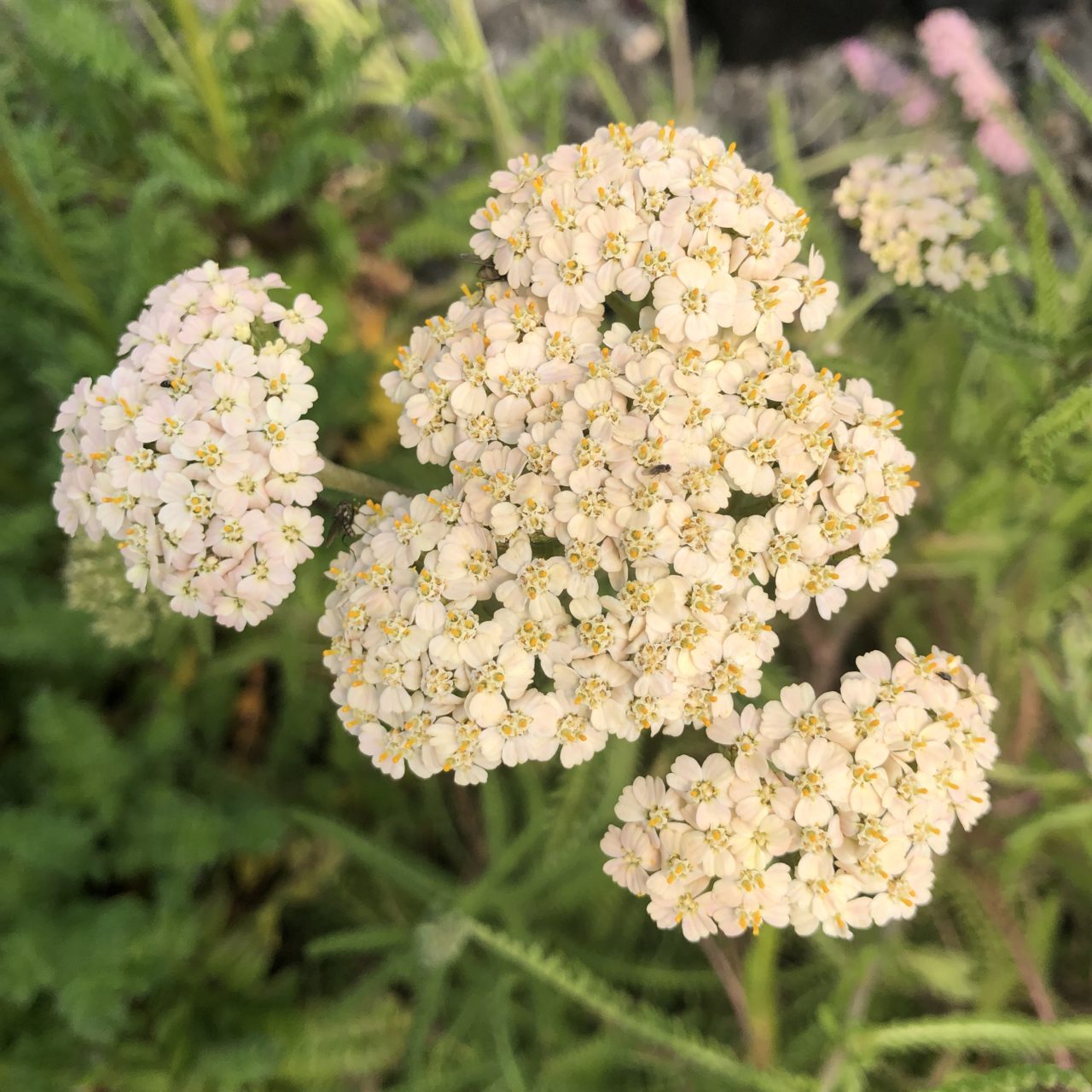 Achillea millefolium 'Colorado' - Yarrow (4" Pot) | Little Prince To Go