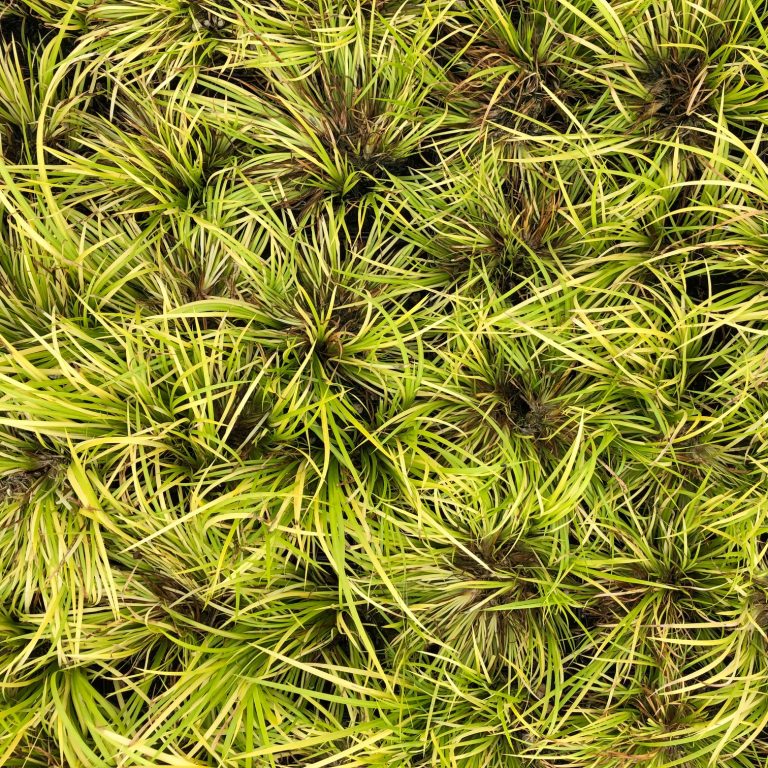 Acorus gramineus 'Minimus Aureus' - Miniature Sweet Flag (3.5" Pot ...