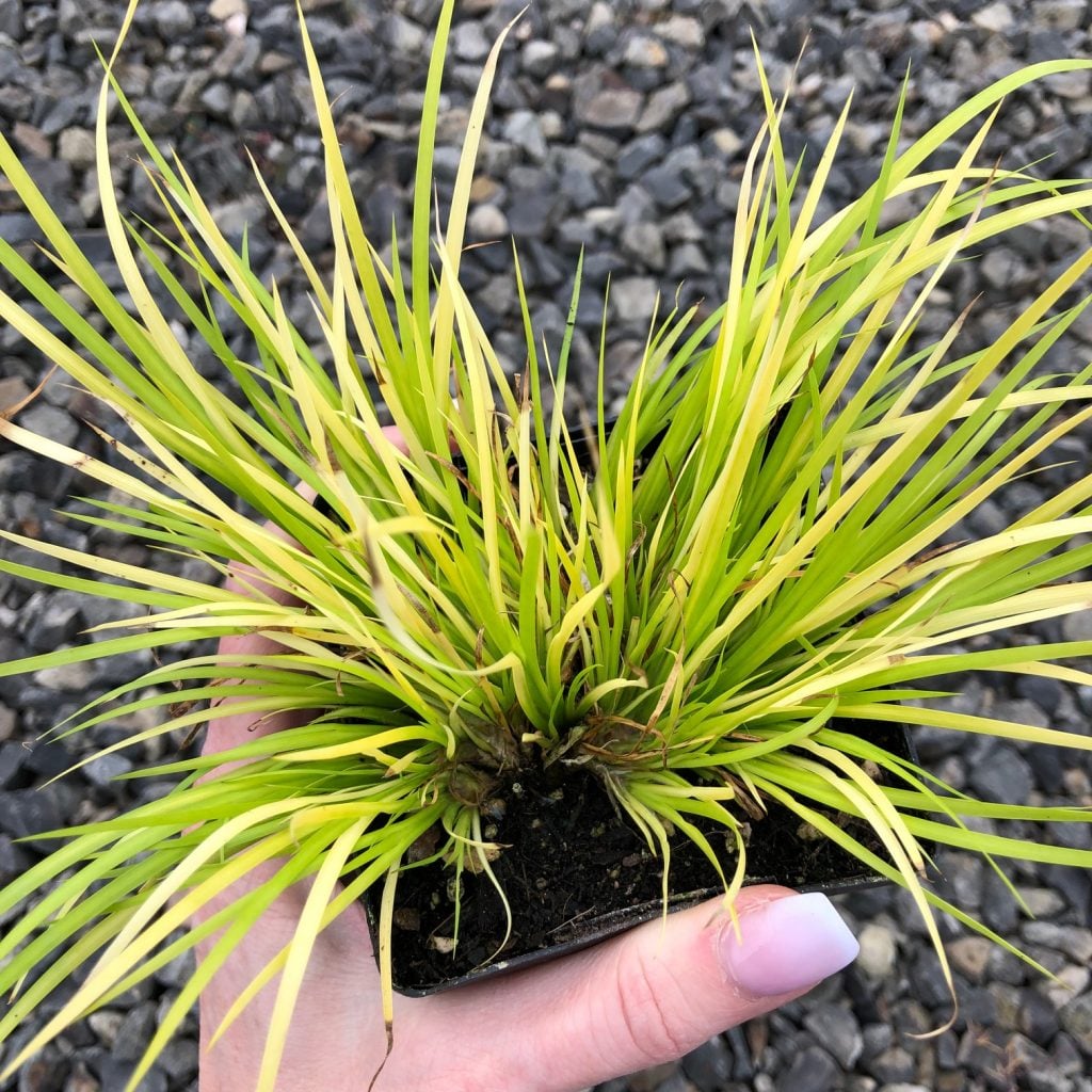 Acorus gramineus 'Minimus Aureus' - Miniature Sweet Flag (3.5" Pot ...
