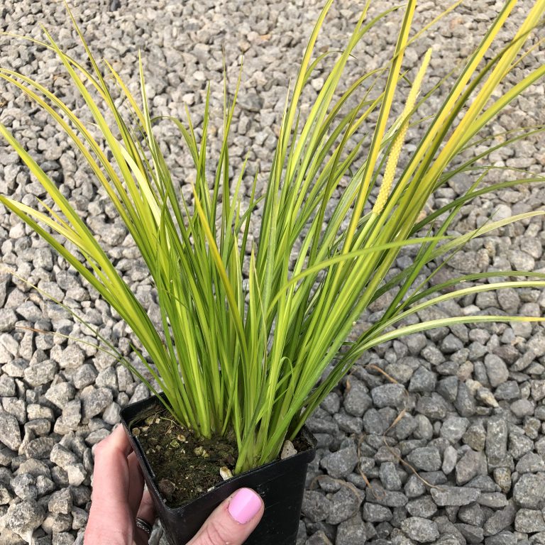 Acorus gramineus 'Ogon' - Golden Sweet Flag (3.5" Pot) | Little Prince ...