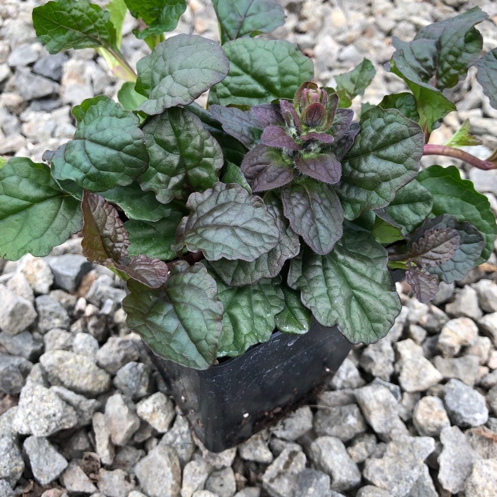 Ajuga reptans 'Bronze Beauty' - Bugleweed (3.5" Pot) | Little Prince of ...