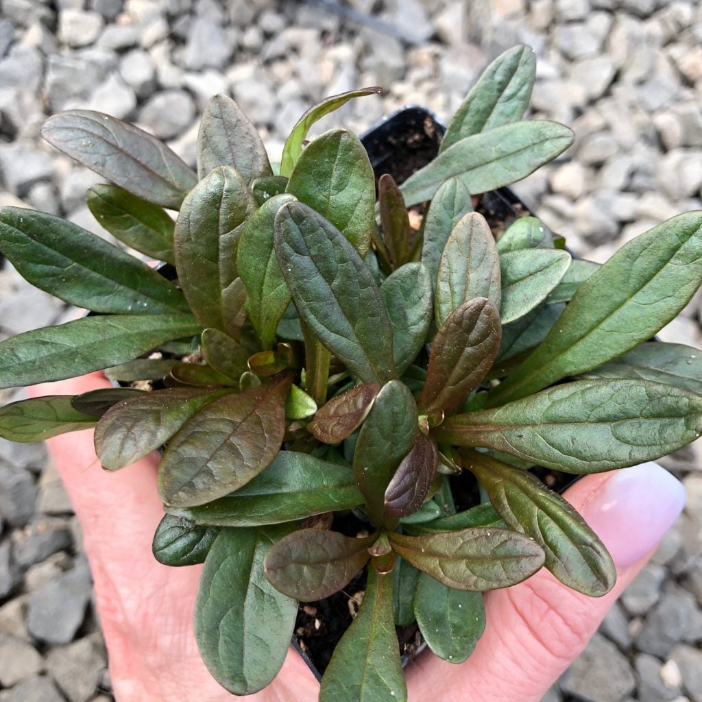 Ajuga reptans 'Chocolate Chip' - Bugleweed (3.5" Pot) | Little Prince ...