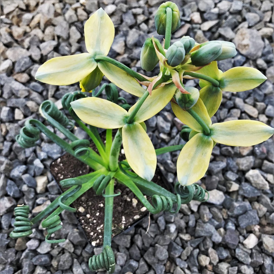 Albuca spiralis 'Frizzle Sizzle' - Corkscrew Albuca (2" Pot) | Little ...