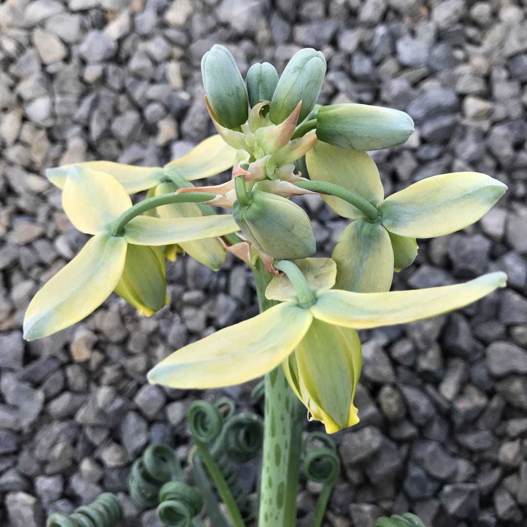 Albuca spiralis 'Frizzle Sizzle' - Corkscrew Albuca (4.5" Pot) | Little ...