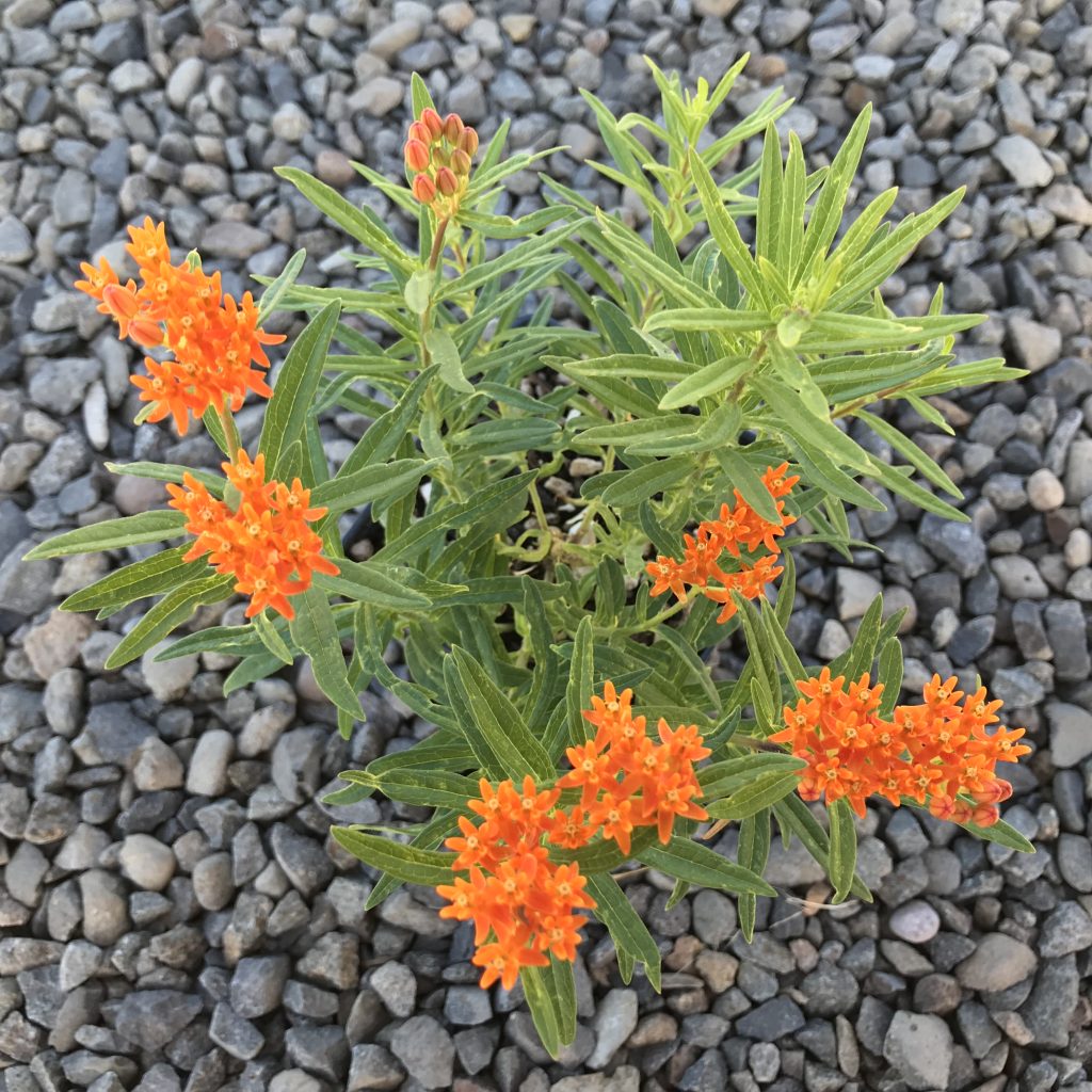 Asclepias tuberosa - Butterfly Weed (4" pot) | Little Prince of Oregon ...