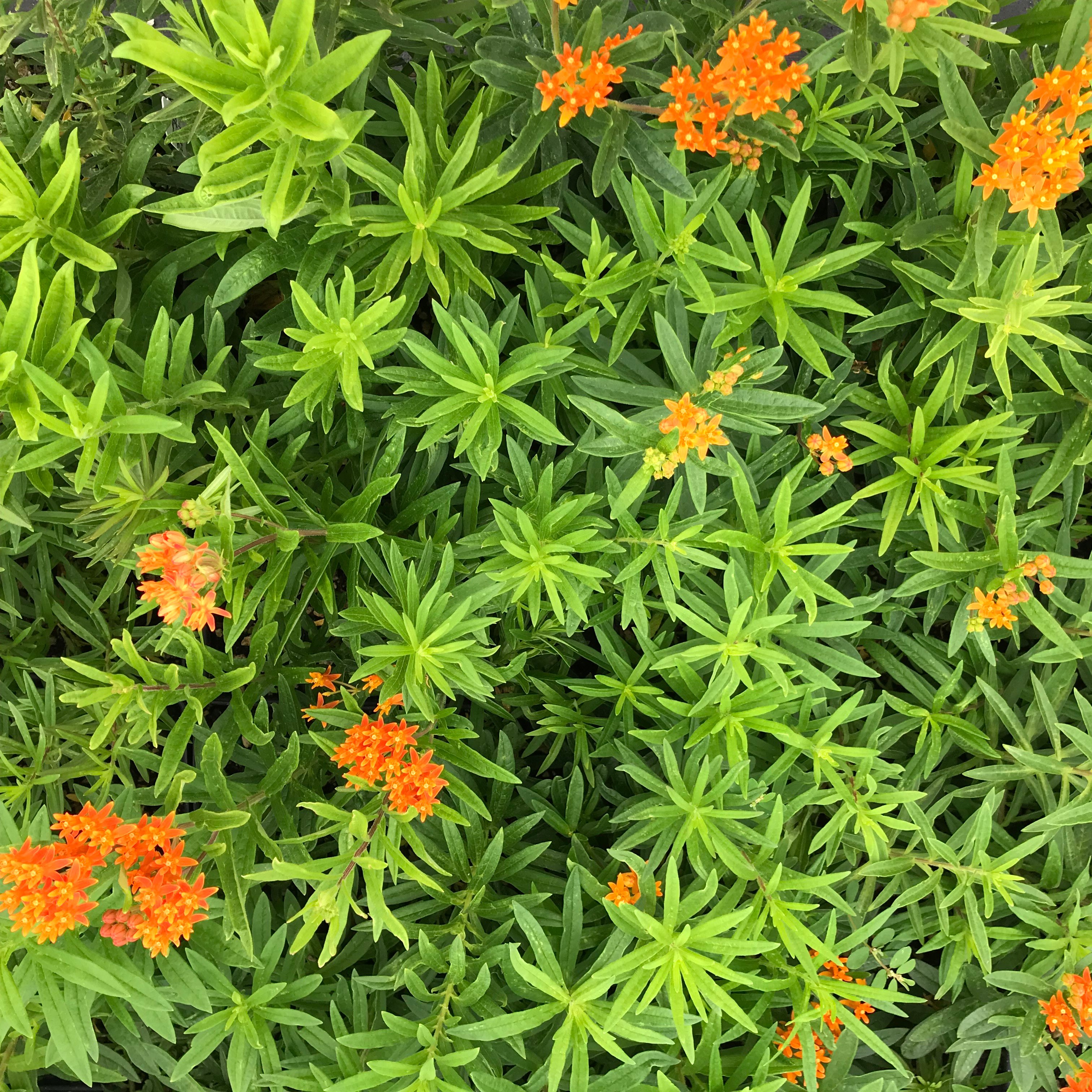 Asclepias tuberosa - Butterfly Weed (3.5" pot) | Little Prince To Go
