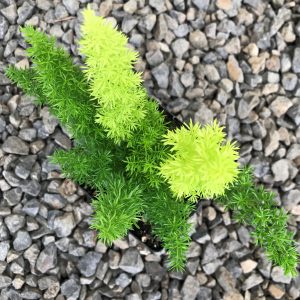 Asparagus meyeri - Foxtail Fern (4.5" Pot) | Little Prince of Oregon ...