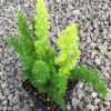 Asparagus meyeri - Foxtail Fern (4.5" Pot) | Little Prince of Oregon ...