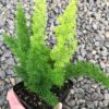 Asparagus meyeri - Foxtail Fern (4.5" Pot) | Little Prince of Oregon ...