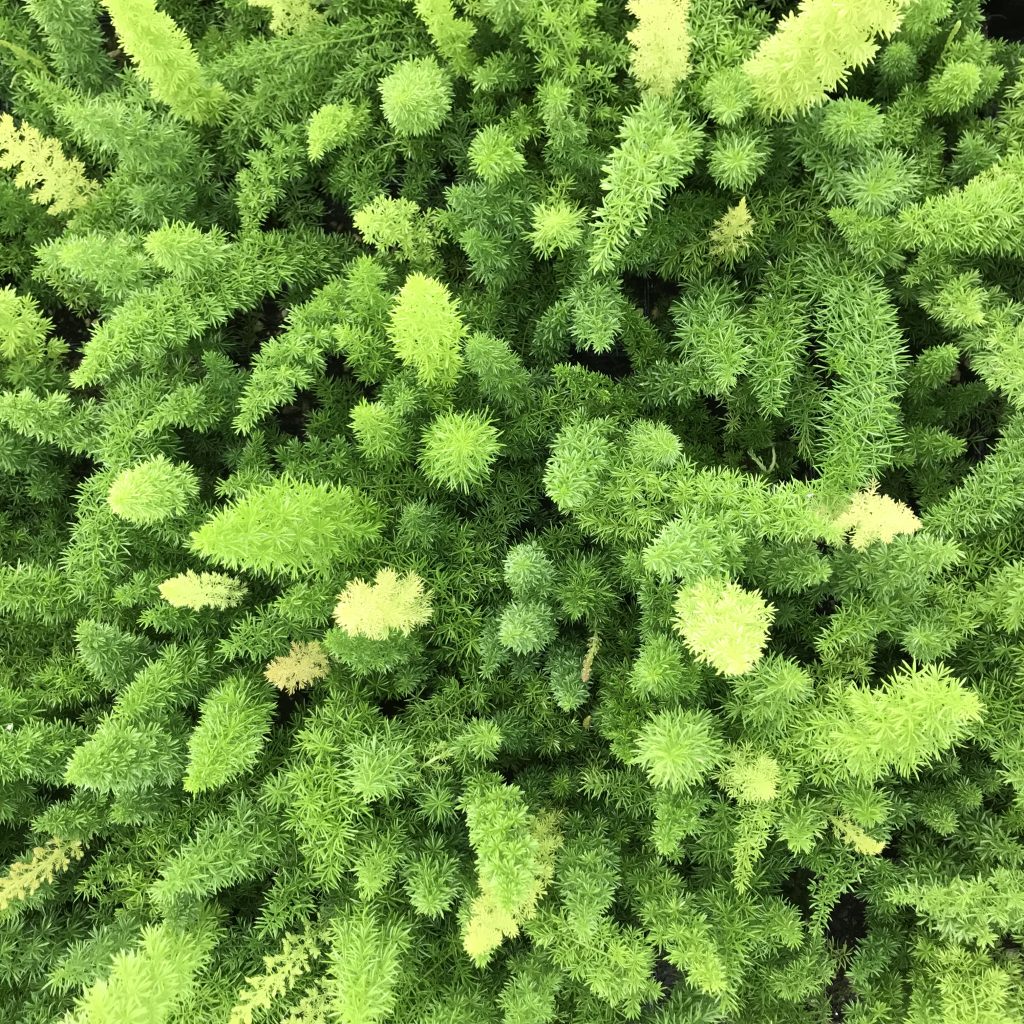 Asparagus meyeri - Foxtail Fern (4.5" Pot) | Little Prince of Oregon ...