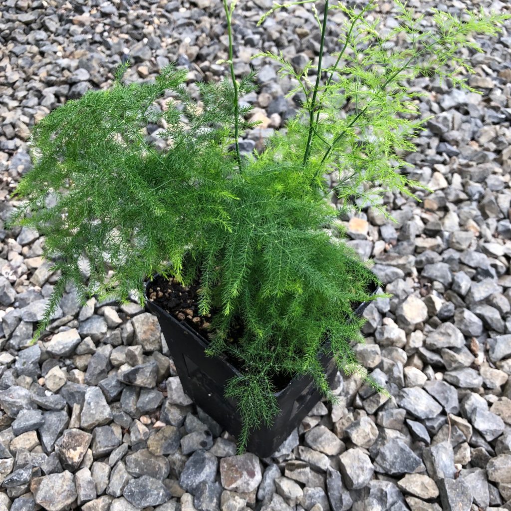 Asparagus plumosus - Asparagus Fern (4.5" Pot) | Little Prince of ...