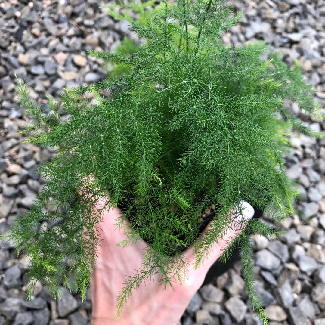 Asparagus plumosus - Asparagus Fern (4.5" Pot) | Little Prince of ...