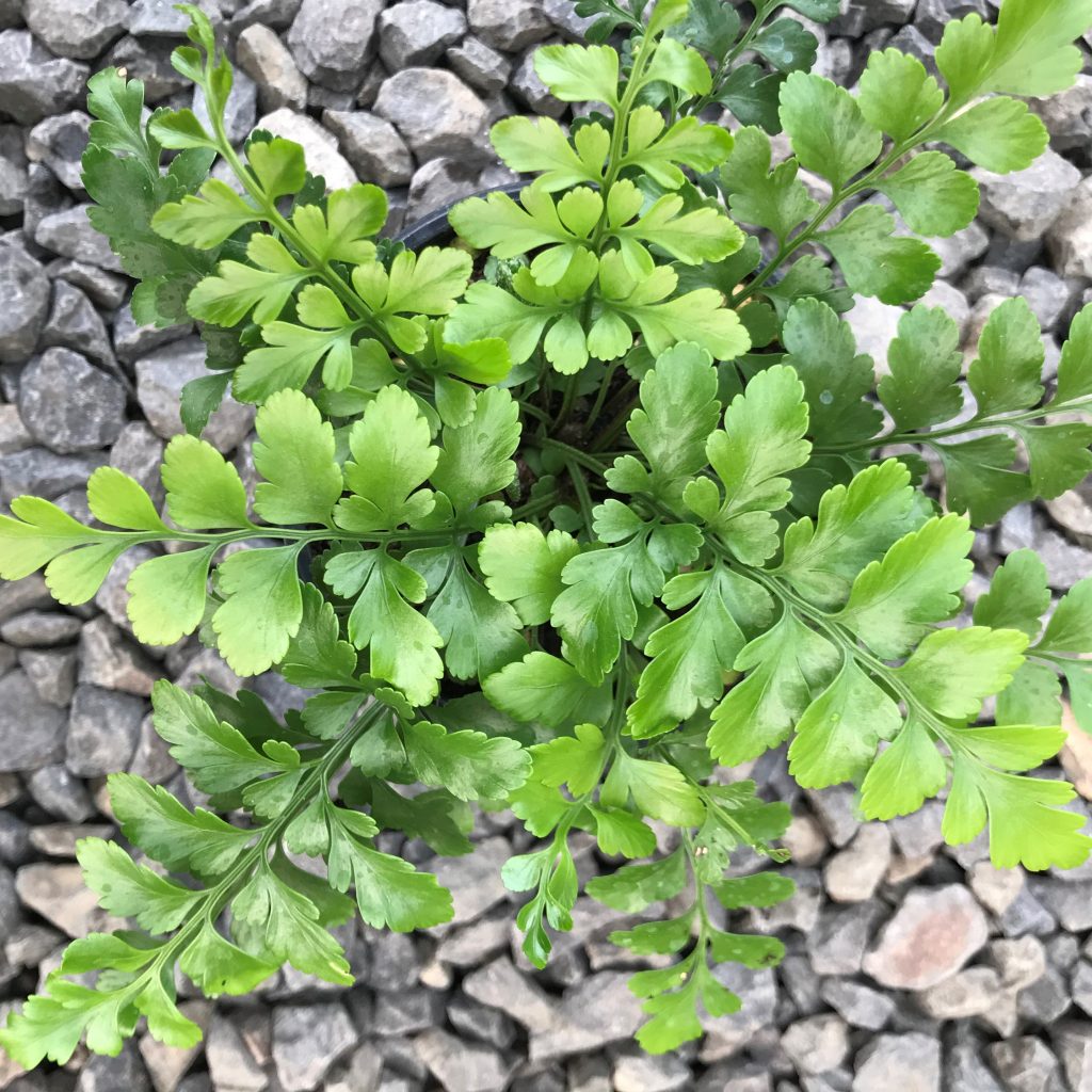 Asplenium 'Austral Gem' - Bird's Nest Fern (4.5" Pot) | Little Prince ...