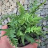 Asplenium ebenoides - Dragon's Tail Fern (3.5" Pot) | Little Prince of ...