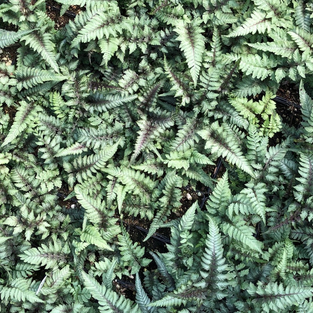 Athyrium niponicum var. 'Apple Court' - Japanese Painted Fern (3.5" Pot ...