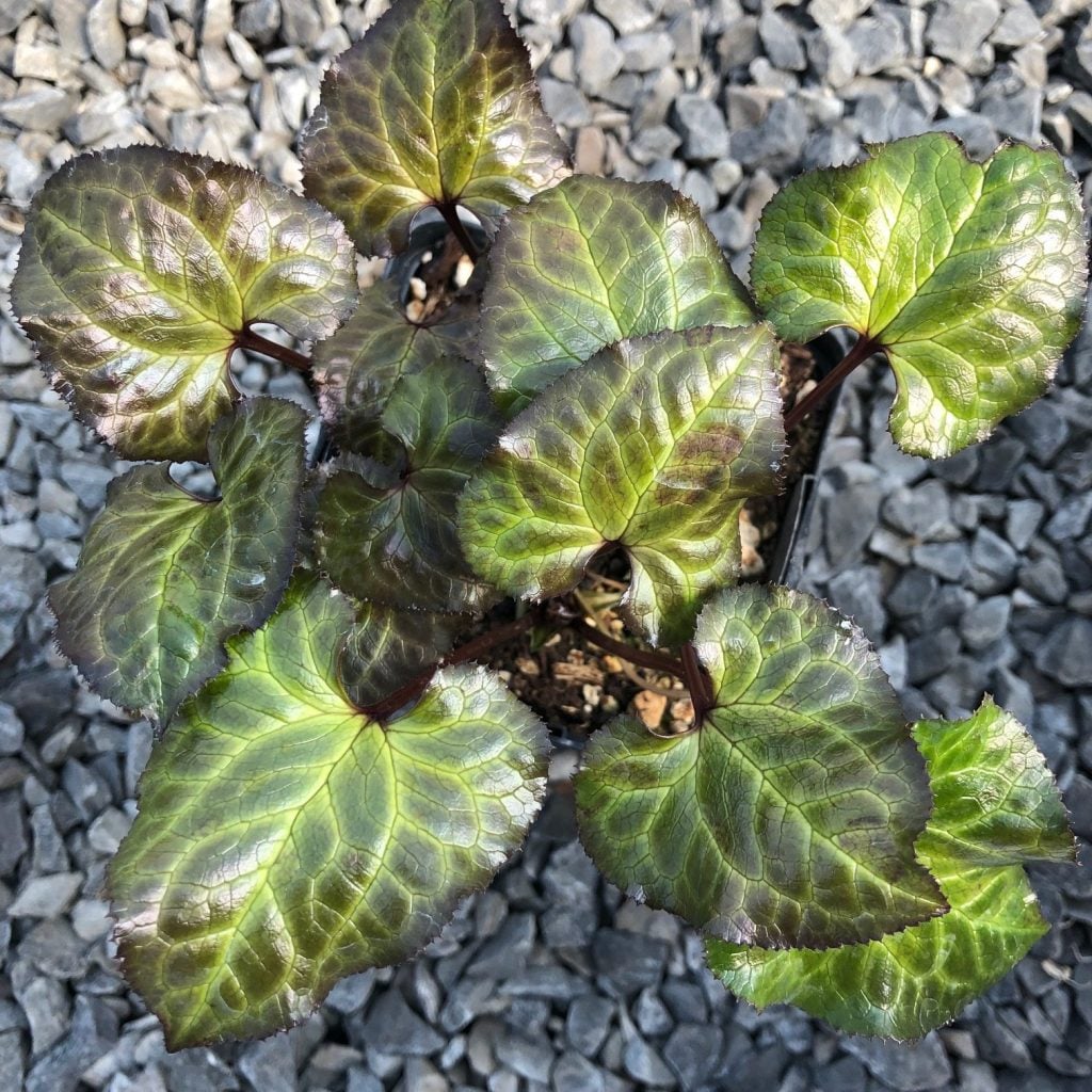 Beesia deltophylla - False Bugbane (4.5" Pot) | Little Prince of Oregon ...