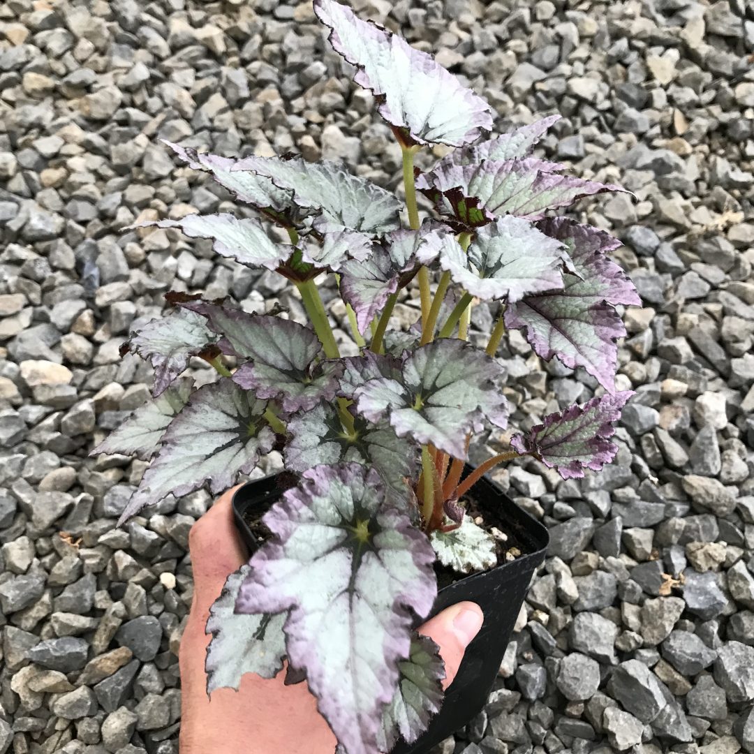Begonia rex 'Ideal Blue Silver' (4.5" Pot) | Little Prince of Oregon ...