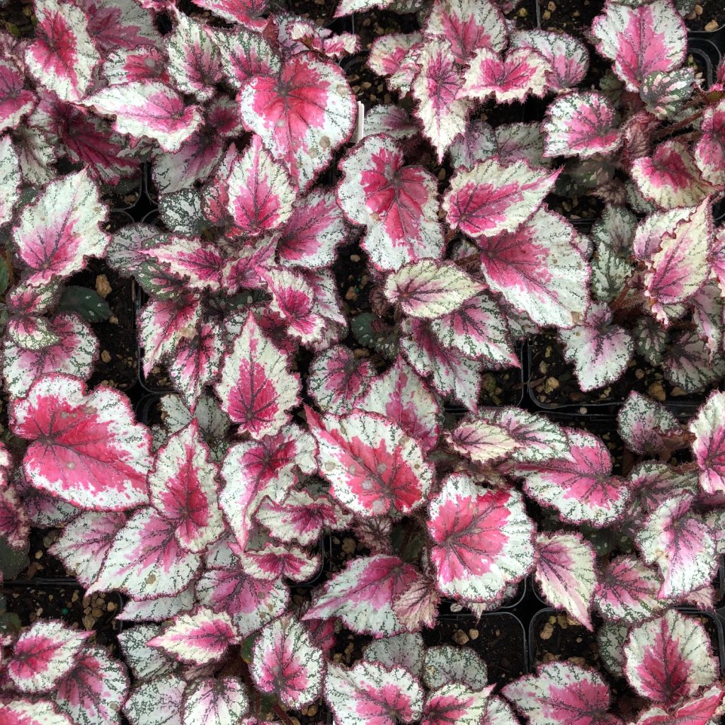 Begonia rex 'Ideal Red Heart' (4.5" Pot) | Little Prince of Oregon Nursery
