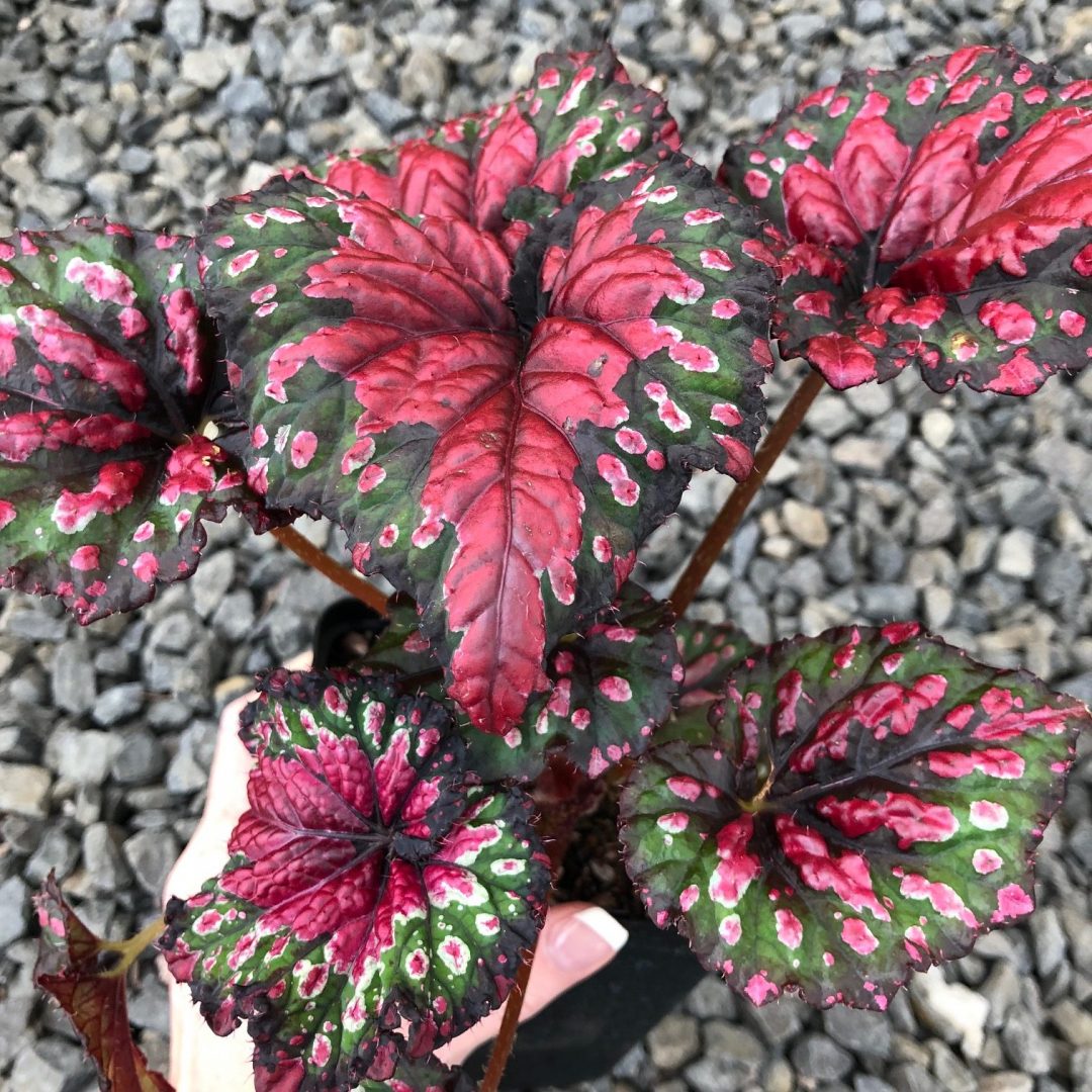Begonia rex 'Festive Red & Green' (4.5" Pot) | Little Prince of Oregon ...