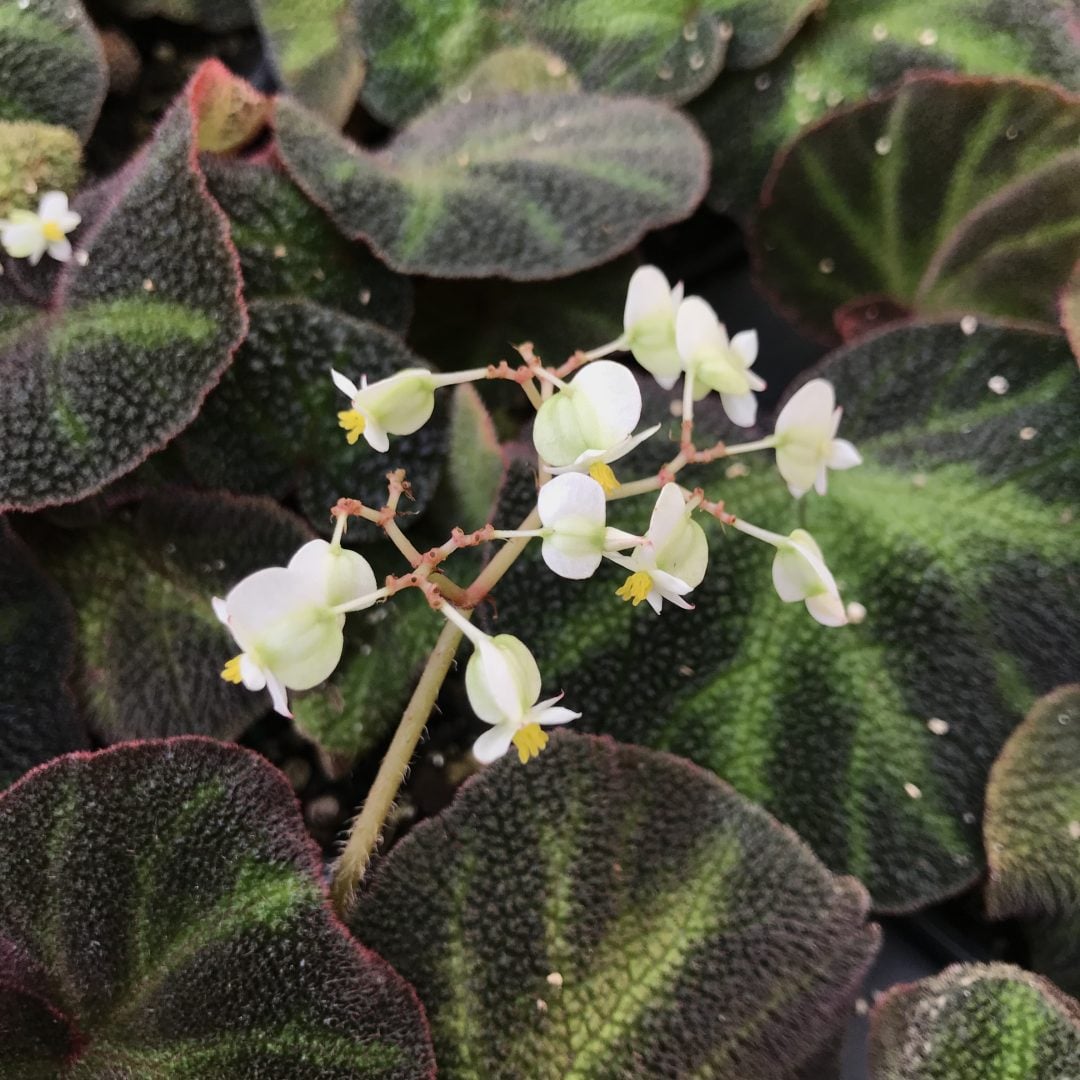 Begonia soli-mutata - Sun-Changing Begonia (4.5" Pot) | Little Prince ...