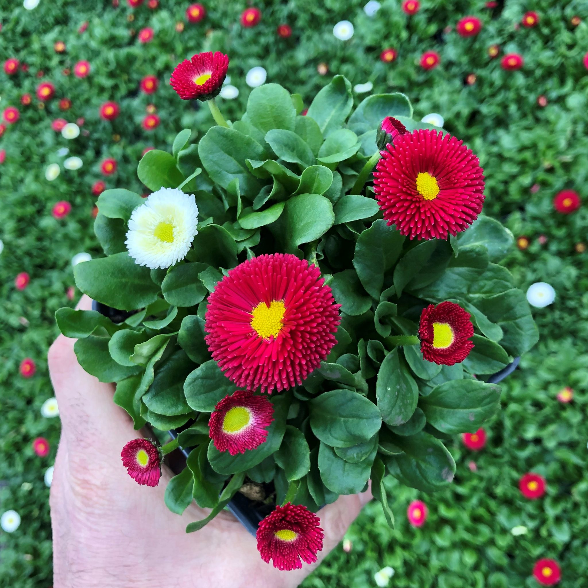 Bellis perennis Speedstar® Plus Mix – English Daisy - Buy!