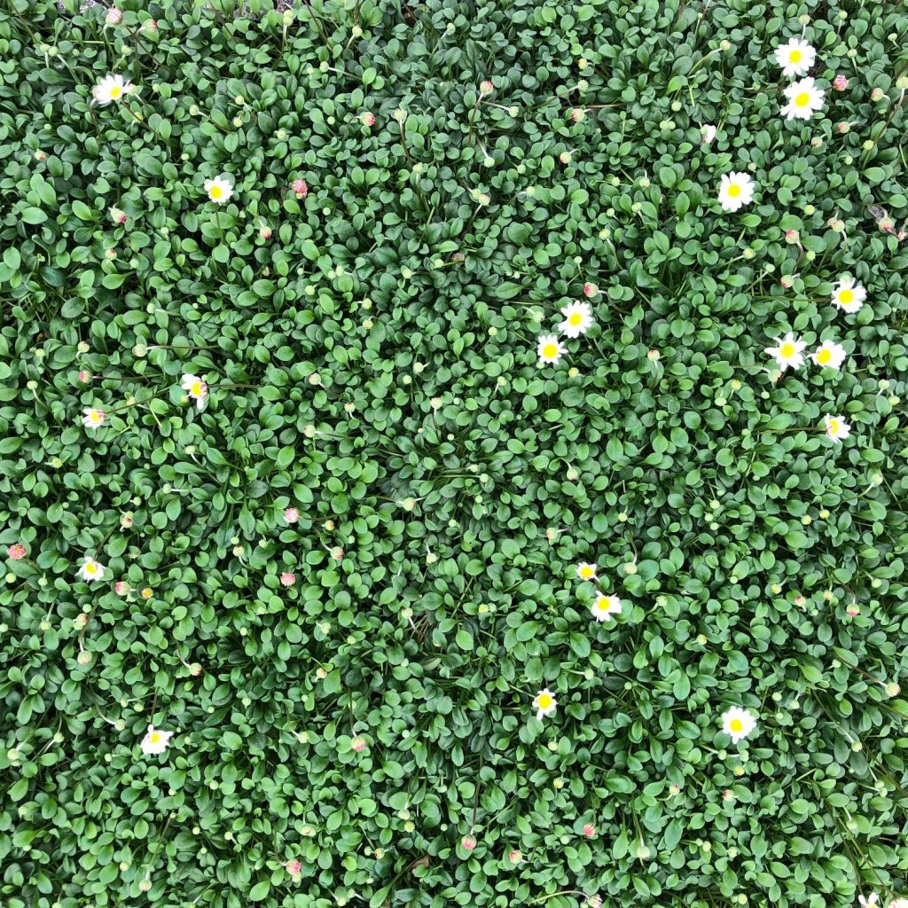 Bellium minutum - Miniature Daisy (3.5" Pot) | Little Prince of Oregon ...