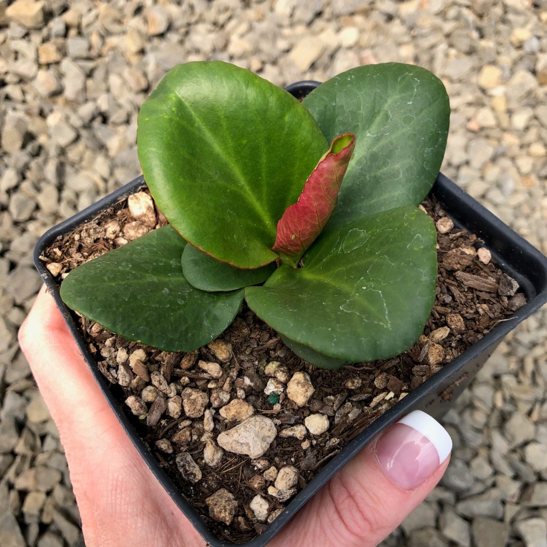 Bergenia cordifolia ‘Red Beauty’ – Heartleaf Bergenia - Buy!