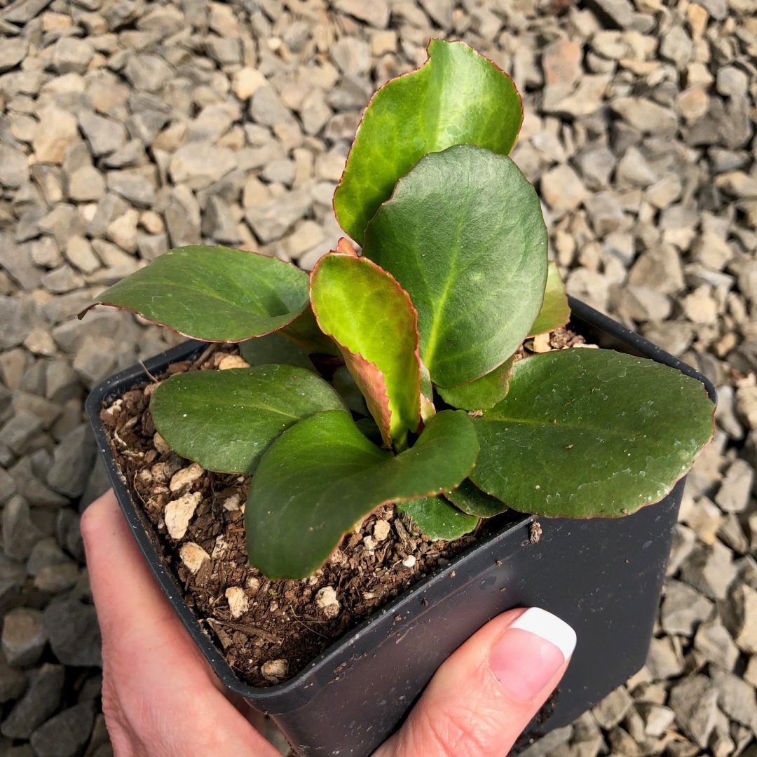 Bergenia cordifolia 'Tubby Andrews' - Tricolor Pigsqueak (4.5" Pot ...