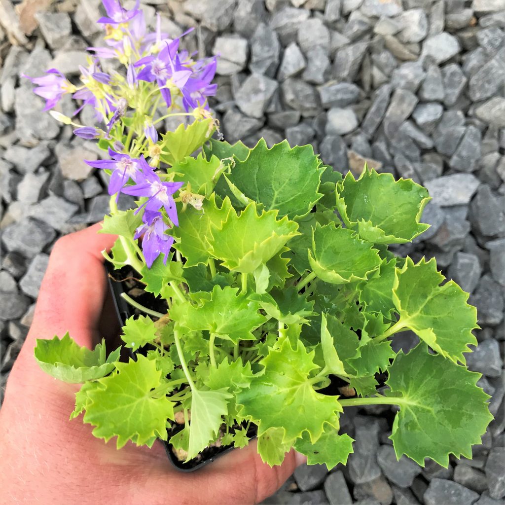 Campanula 'Dickson's Gold' - Bellflower (3.5" Pot) | Little Prince of ...