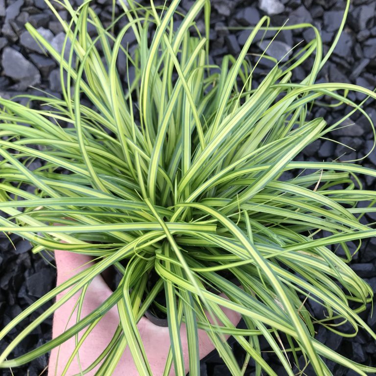 Carex oshimensis 'Evergold' - Variegated Japanese Sedge (3.5" Pot ...