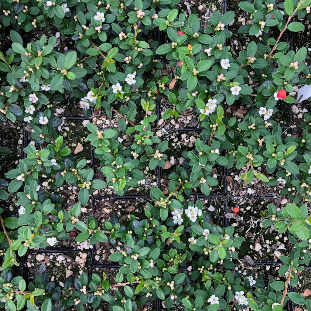 Cotoneaster dammeri 'Coral Beauty' - Bearberry (3.5" Pot) | Little ...