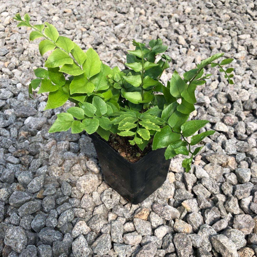 Cyrtomium fortunei - Holly Fern (3.5" Pot) | Little Prince of Oregon ...