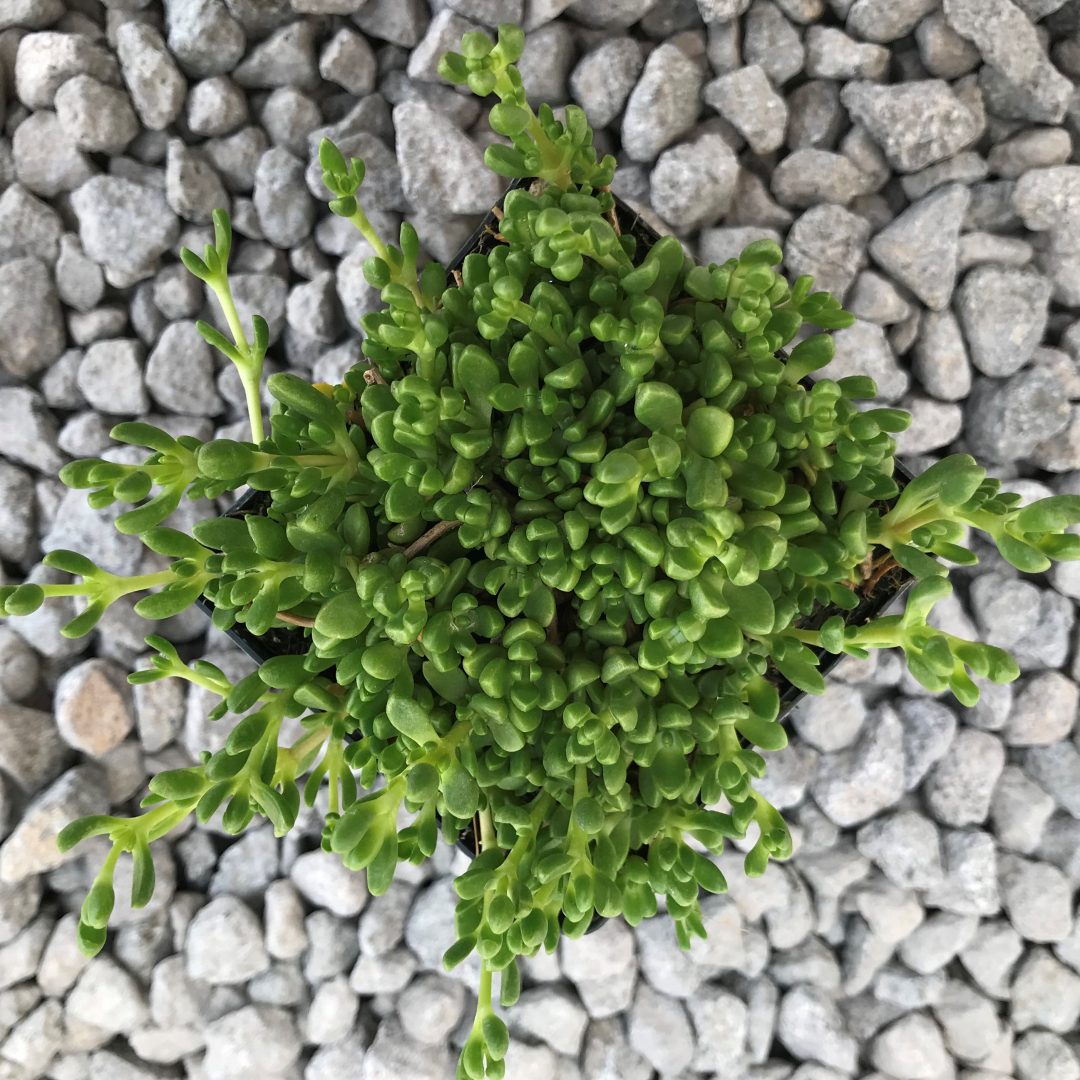 Delosperma nubigenum - Ice Plant (3.5" Pot) | Little Prince of Oregon ...