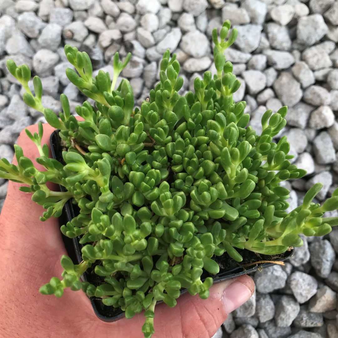 Delosperma nubigenum - Ice Plant (3.5" Pot) | Little Prince of Oregon ...