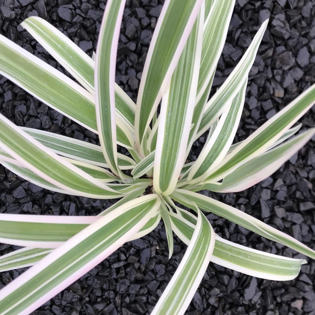 Dianella tasmanica 'Variegata' - Flax Lily (4.5" Pot) | Little Prince ...