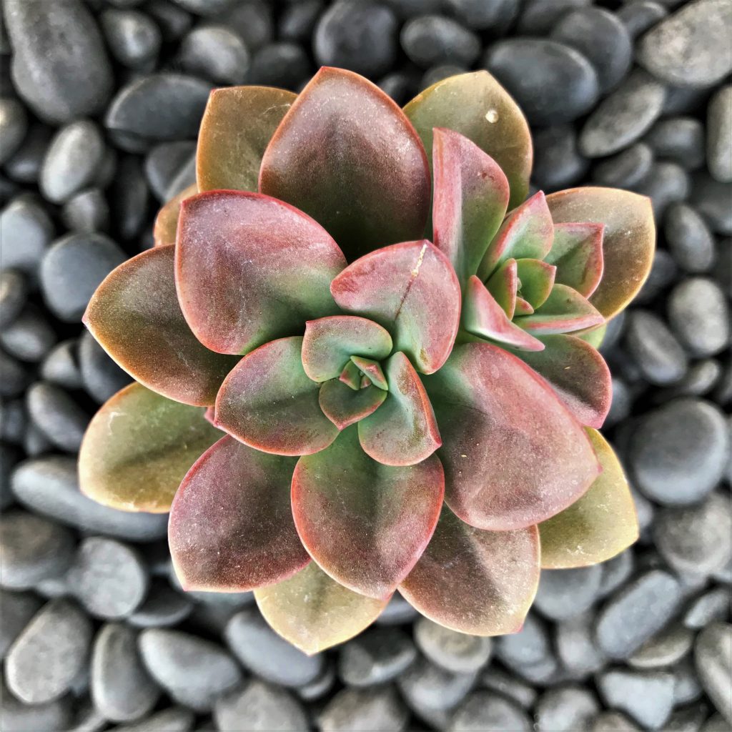 Echeveria 'Chroma' - Rainbow Echeveria (2" Pot) | Little Prince of ...