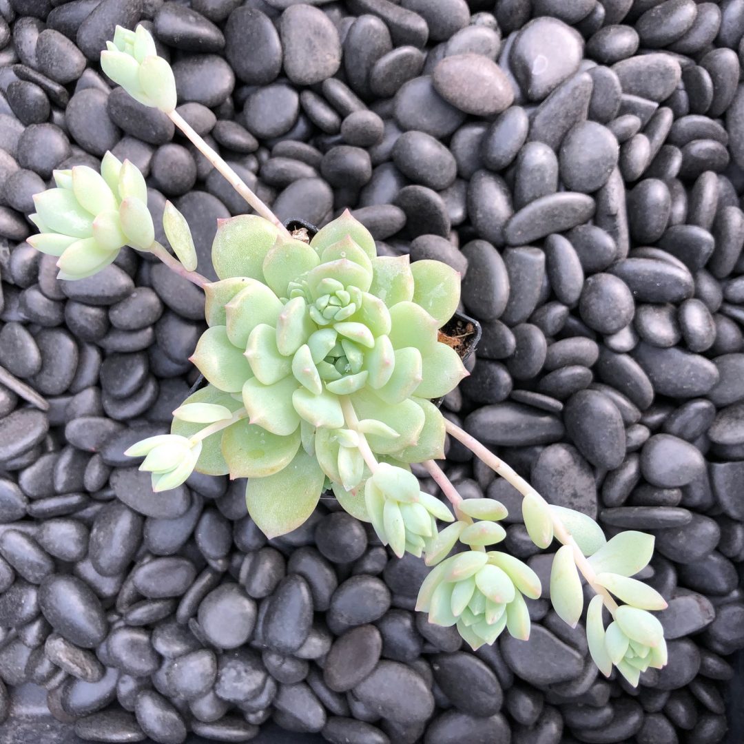Echeveria prolifica - Carpet Echeveria (2" Pot) | Little Prince of ...