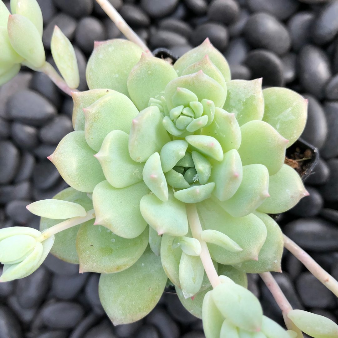 Echeveria prolifica - Carpet Echeveria (2" Pot) | Little Prince of ...
