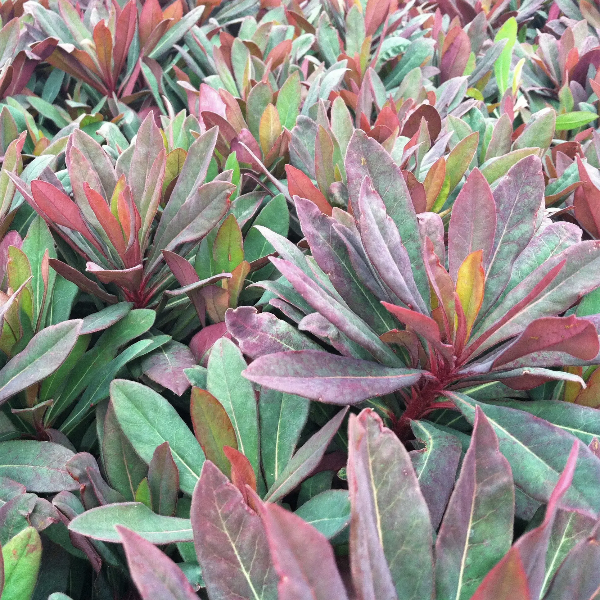 Melro Euphorbia Amygdaloides